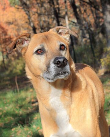 Doberman Mixes: 45 Different Doberman Pinscher Crossbreeds