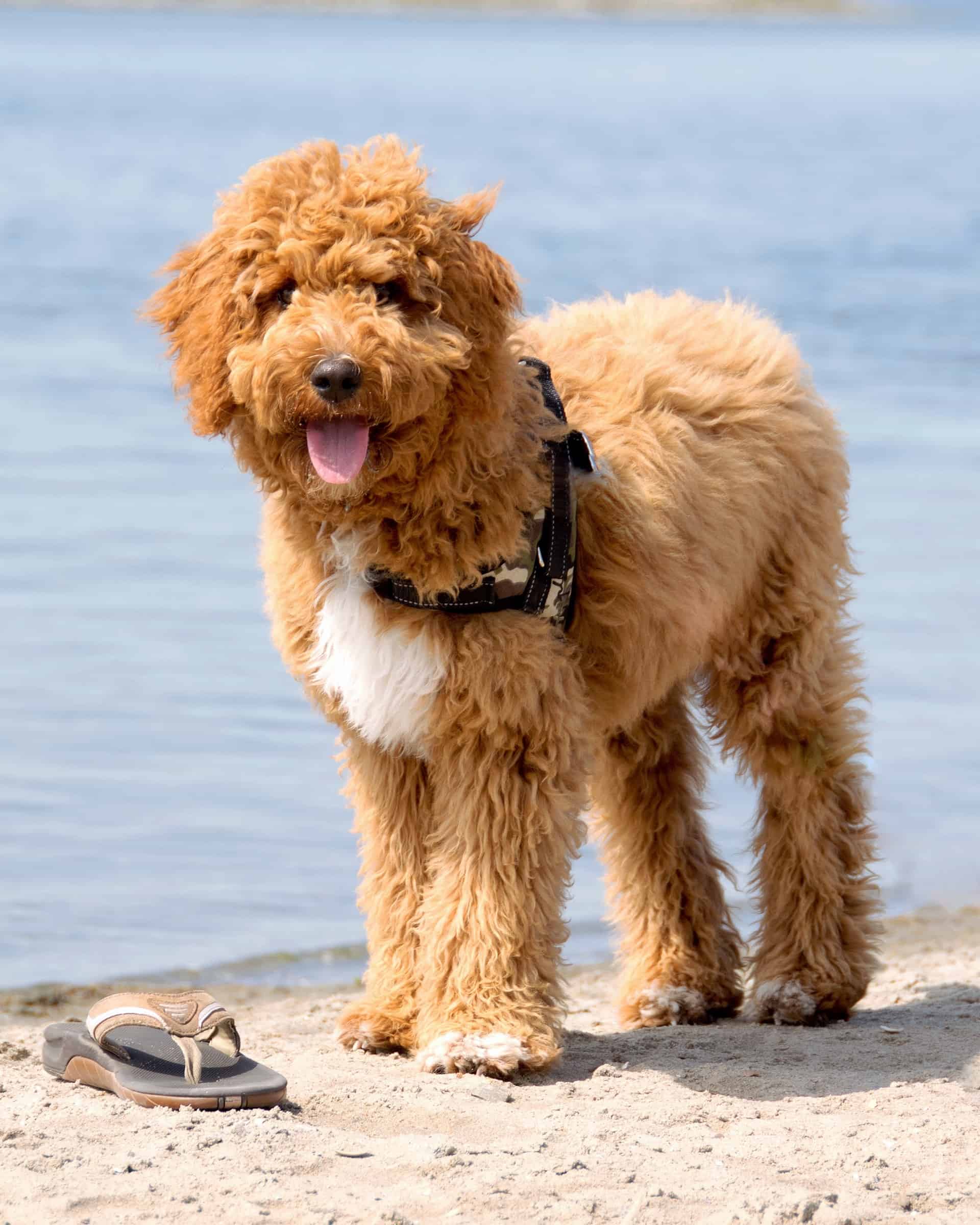 Poodle Mixes: 61 Different Doodle Mixed Breeds (With Pictures)