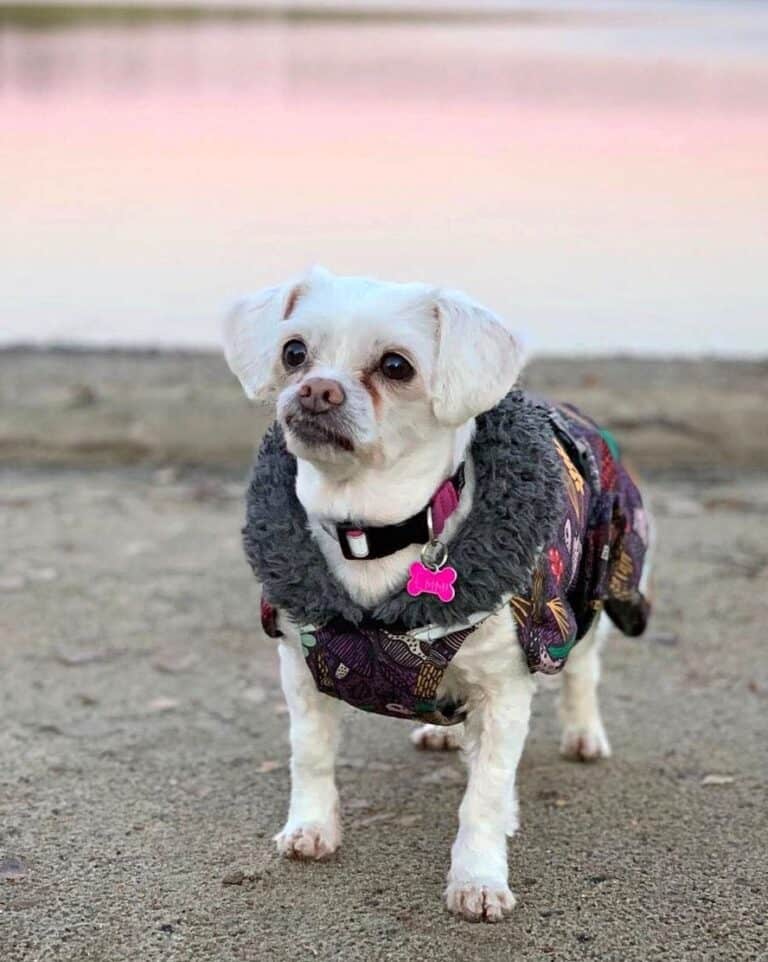 Bichon Frise Mixes: 34 Fluffy Crossbreeds You'll Want to Cuddle