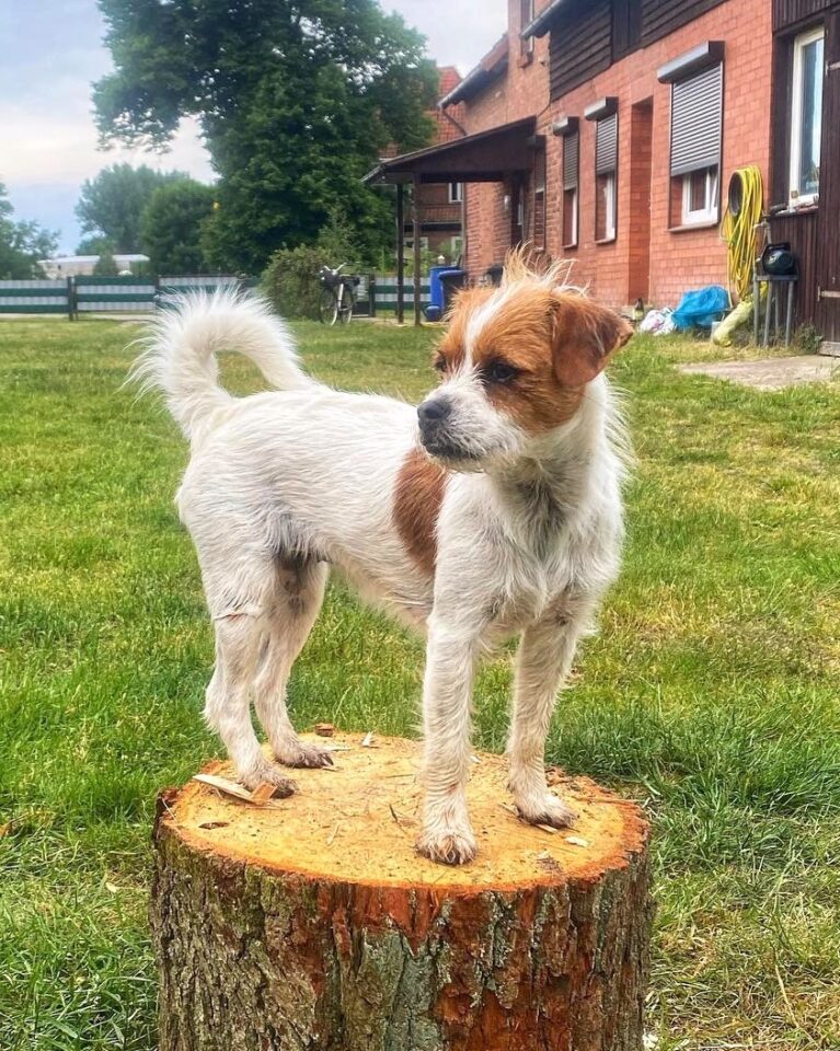 Shih Tzu Mixes: 42 Charming Crossbreeds (With Pictures!)