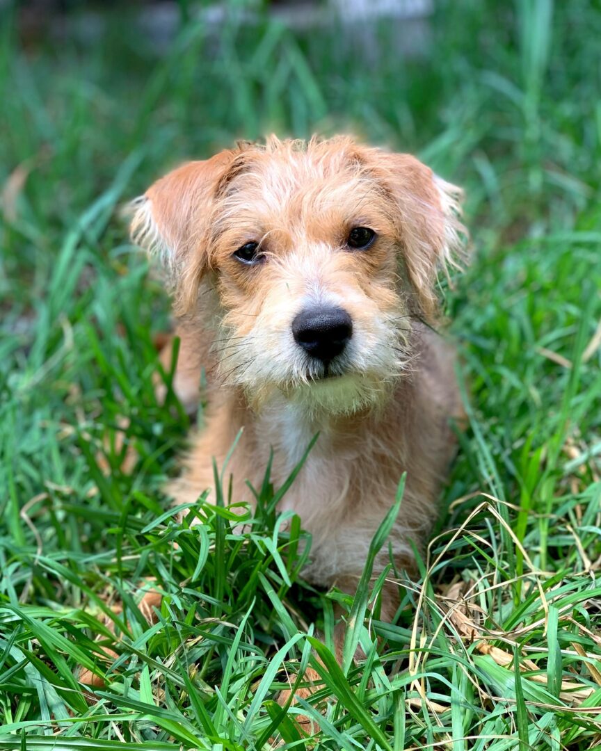 Poodle Mixes: 61 Different Doodle Mixed Breeds (With Pictures)