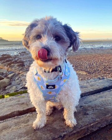 Bichon Frise Mixes: 34 Fluffy Crossbreeds You'll Want to Cuddle