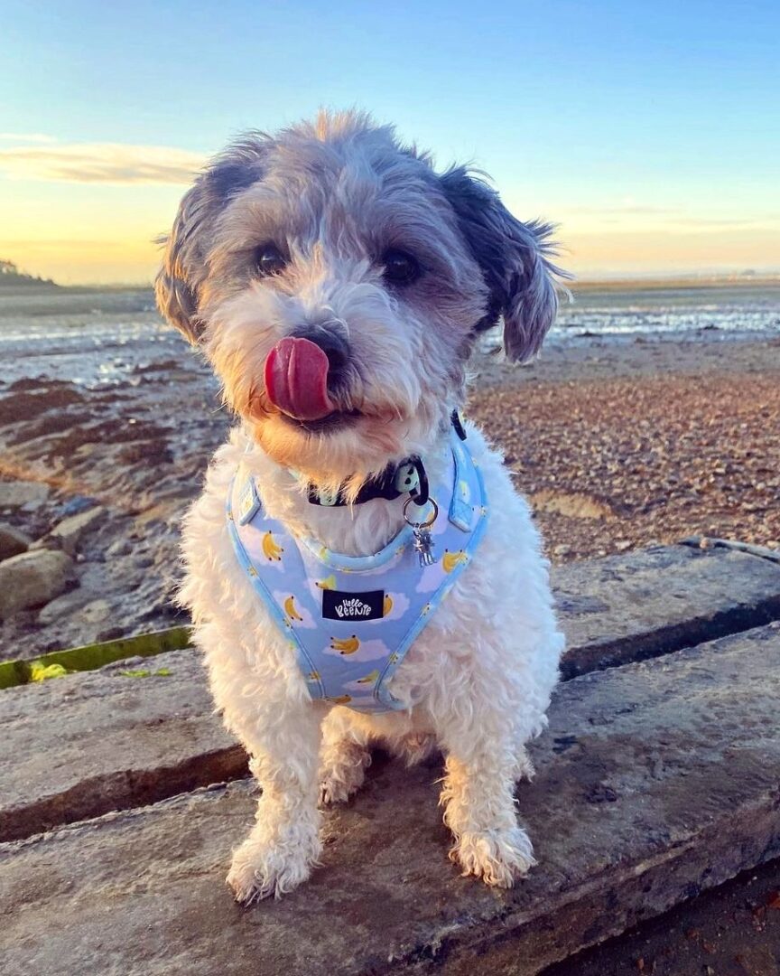 Bichon Frise Mixes: 34 Fluffy Crossbreeds You'll Want to Cuddle