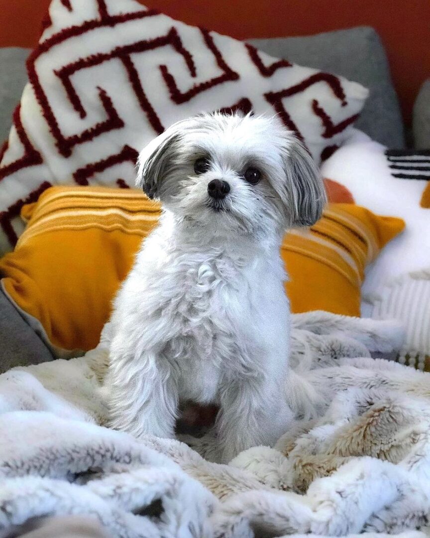 Bichon Frise Mixes: 34 Fluffy Crossbreeds You'll Want to Cuddle