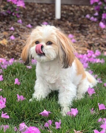 Maltese Mixes: 41 Different Maltese Crossbreeds You'll Love