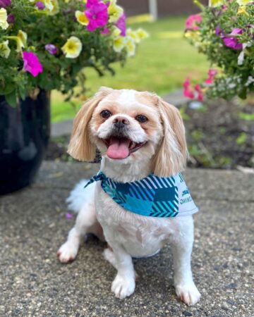 Shih Tzu Mixes: 42 Charming Crossbreeds (With Pictures!)