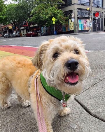 Bichon Frise Mixes: 34 Fluffy Crossbreeds You'll Want to Cuddle