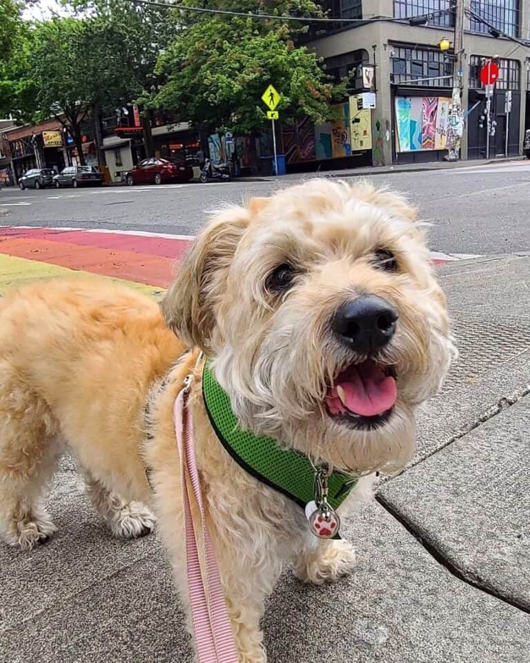 Bichon Frise Mixes: 34 Fluffy Crossbreeds You'll Want to Cuddle
