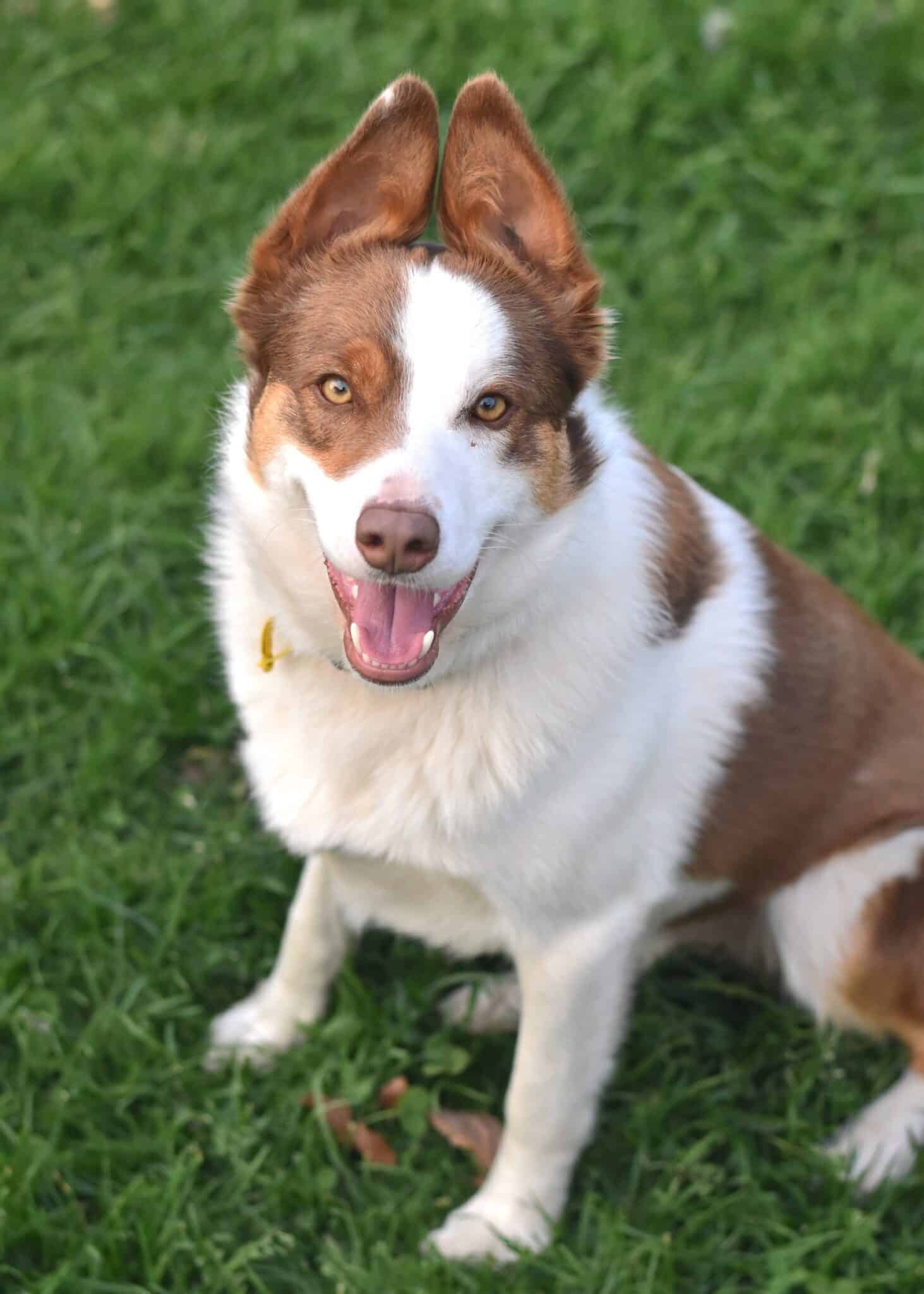 Border Collie Mixes: 43 Fascinating Crossbreeds You'll Love