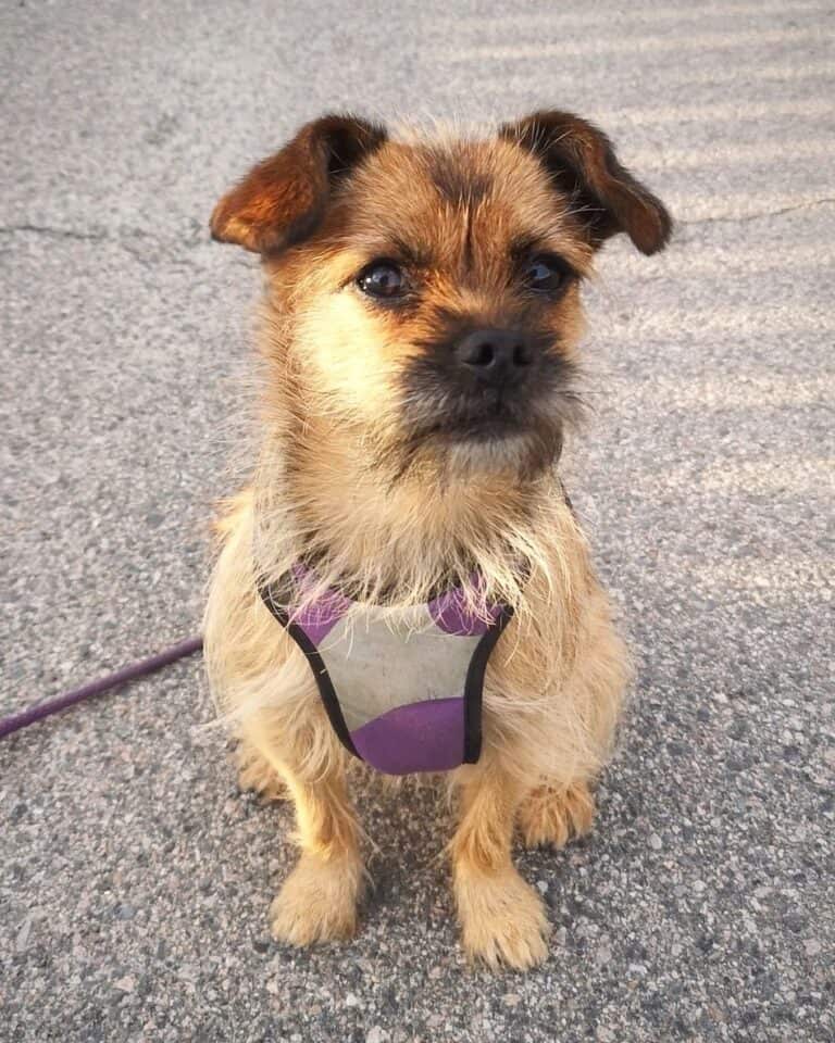 36 Cutest Cavalier King Charles Spaniel Mixes (With Pictures!)