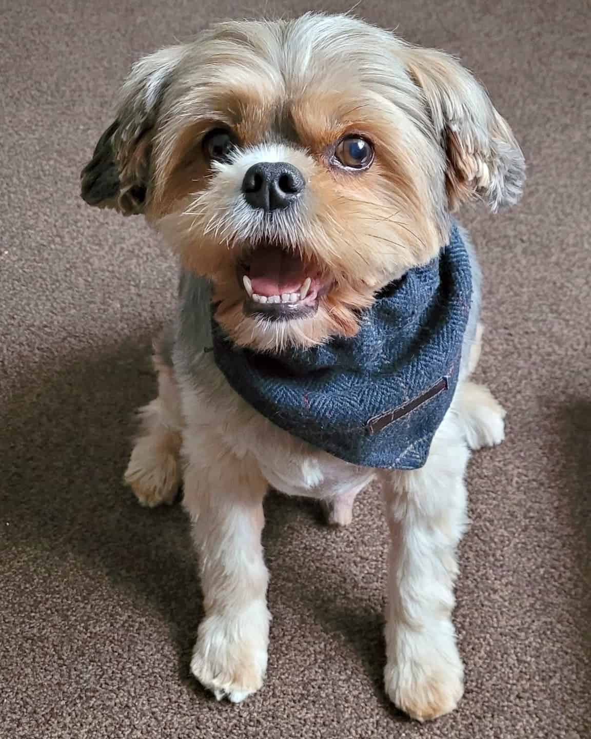 Yorkie Mixes: 40 Cutest Yorkshire Terrier Mixes (With Pictures)