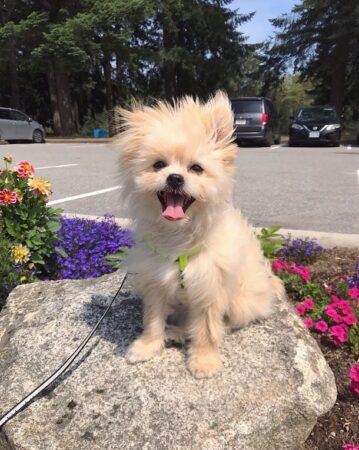 Pomeranian Mixes: 45 Adorable Crossbreeds (With Pictures!)