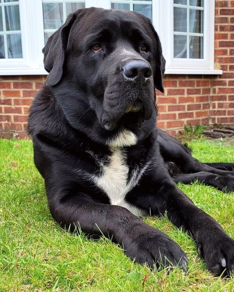 Labrador Retriever Mixes: 57 Lab Crossbreeds (With Pictures!)