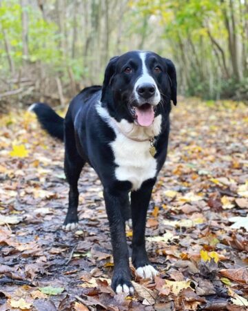 Labrador Retriever Mixes: 57 Lab Crossbreeds (With Pictures!)