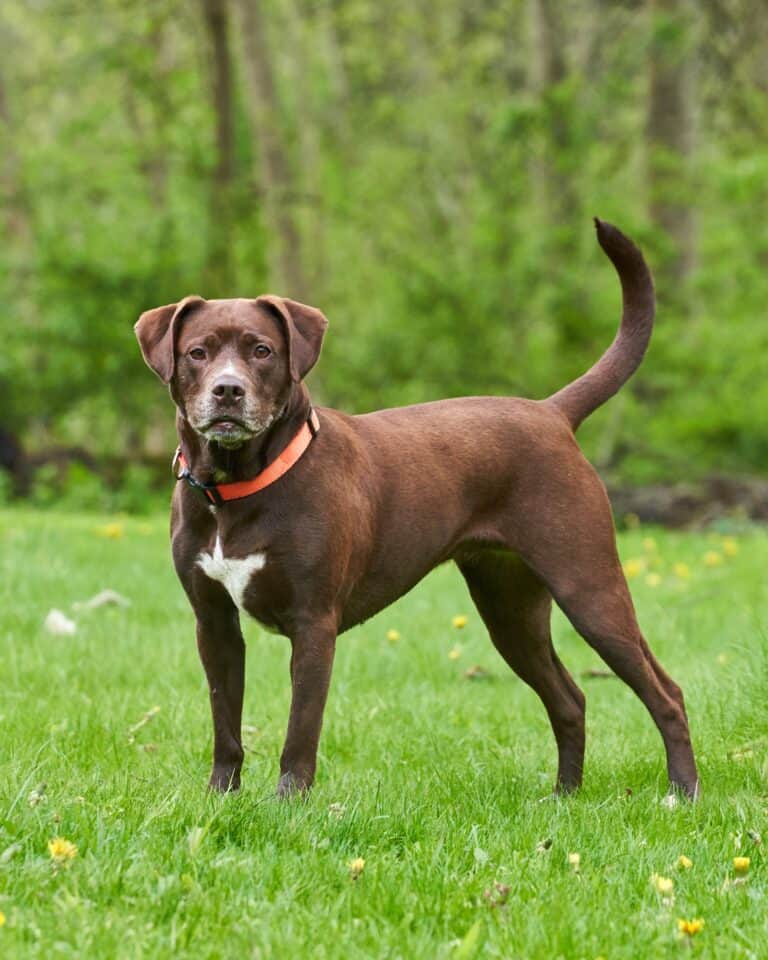 Labrador Retriever Mixes: 57 Lab Crossbreeds (With Pictures!)