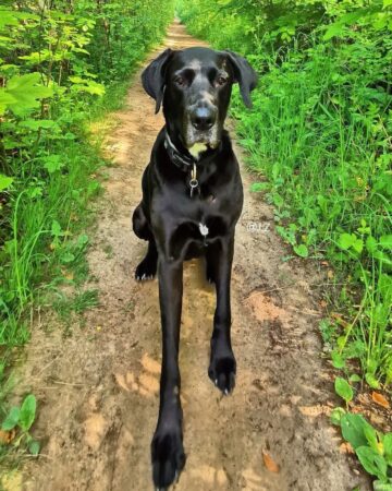Labrador Retriever Mixes: 57 Lab Crossbreeds (With Pictures!)