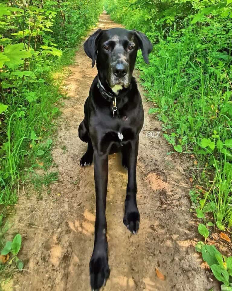 Labrador Retriever Mixes: 57 Lab Crossbreeds (With Pictures!)