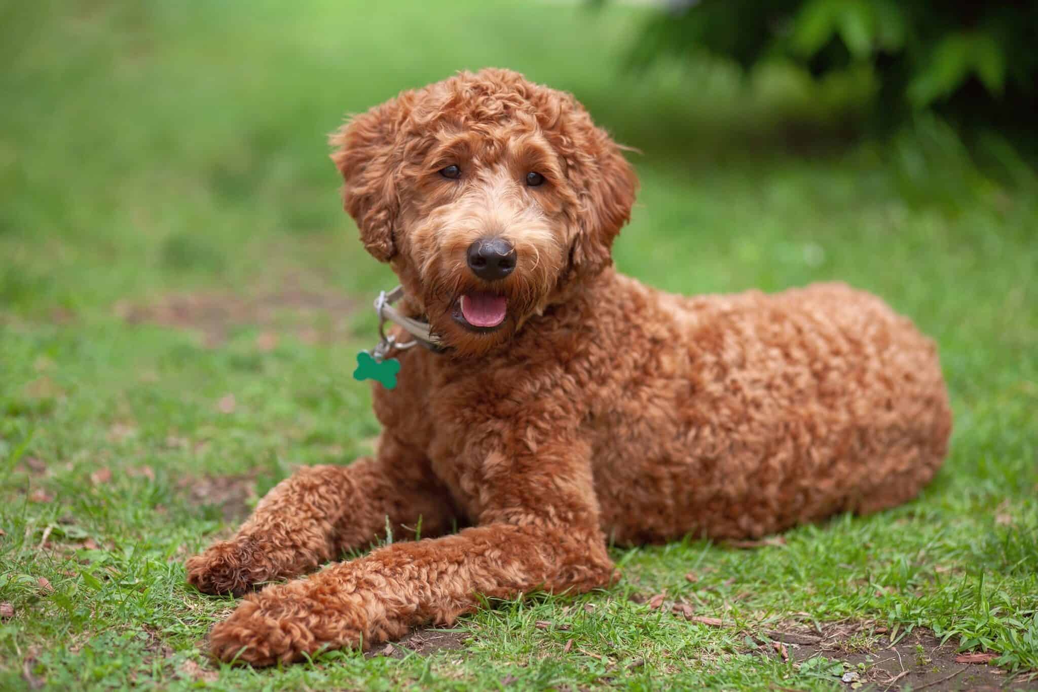 Poodle Mixes: 61 Different Doodle Mixed Breeds (With Pictures)