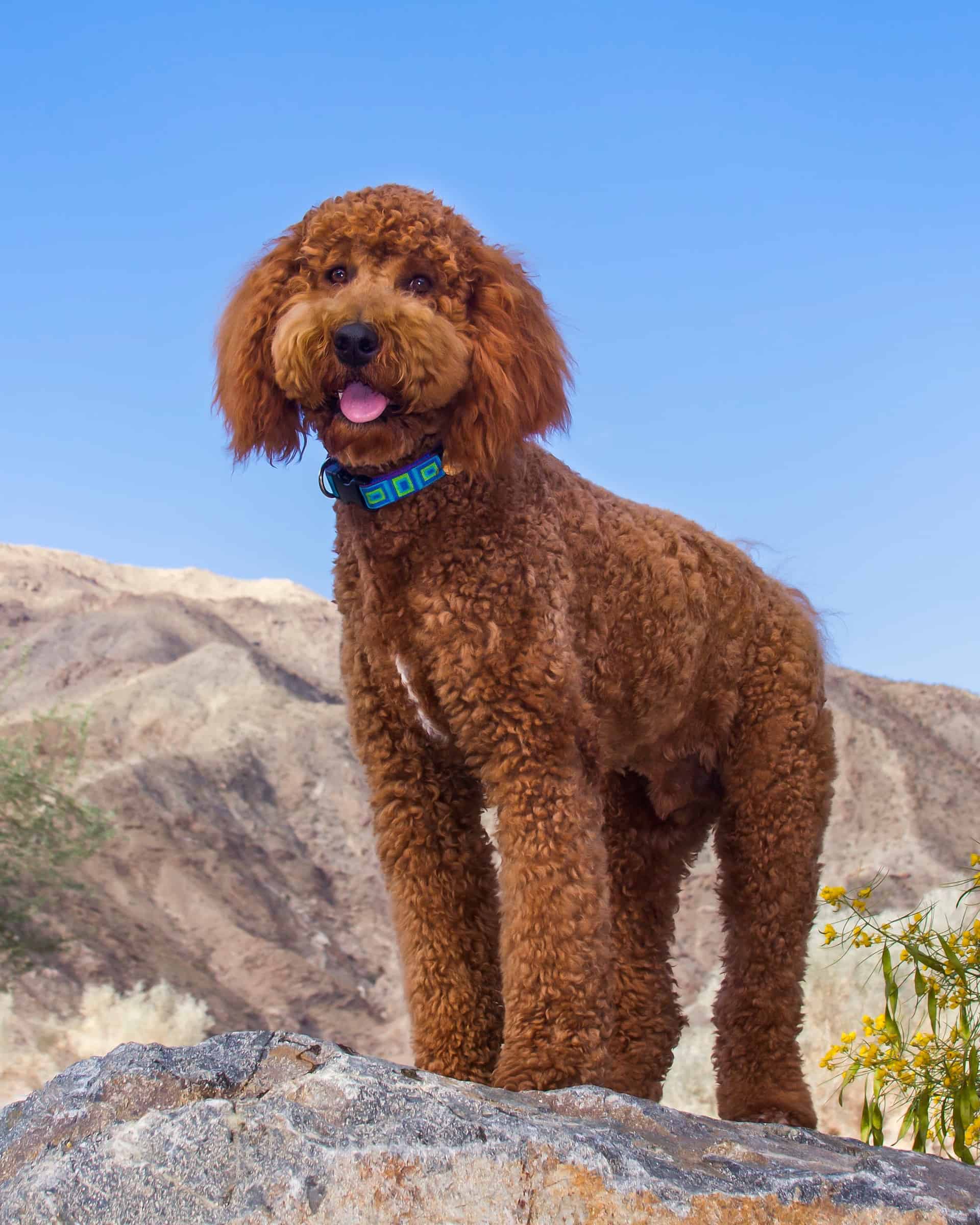 Labrador Retriever Mixes: 57 Lab Crossbreeds (With Pictures!)