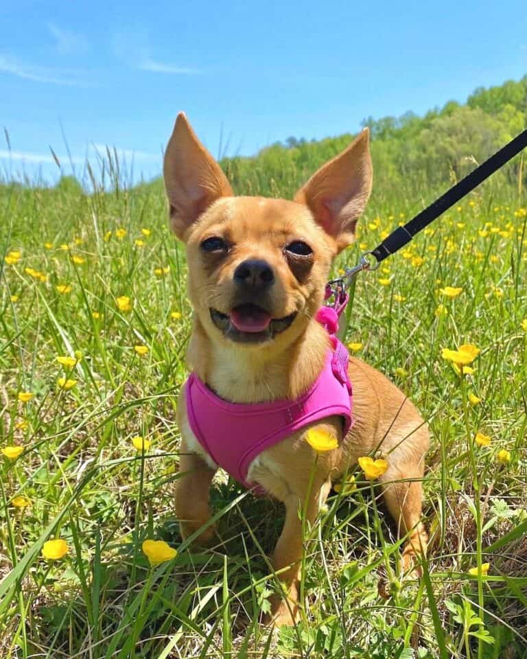 Labrador Retriever Mixes: 57 Lab Crossbreeds (With Pictures!)