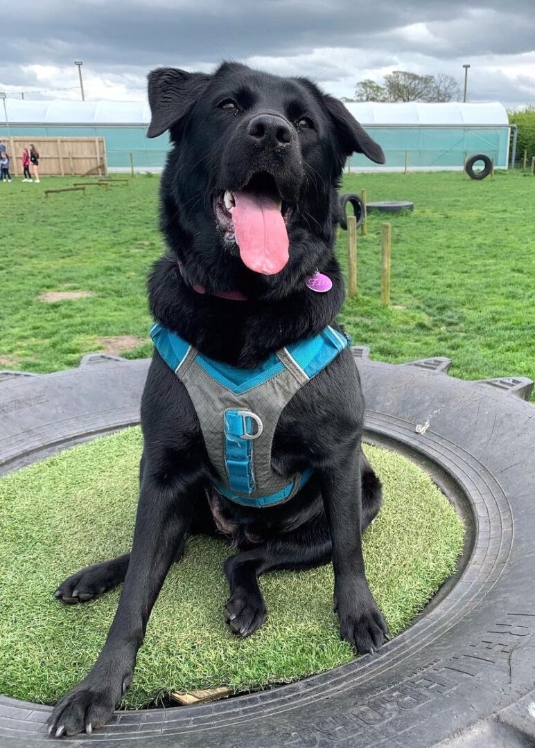 Labrador Retriever Mixes: 57 Lab Crossbreeds (With Pictures!)