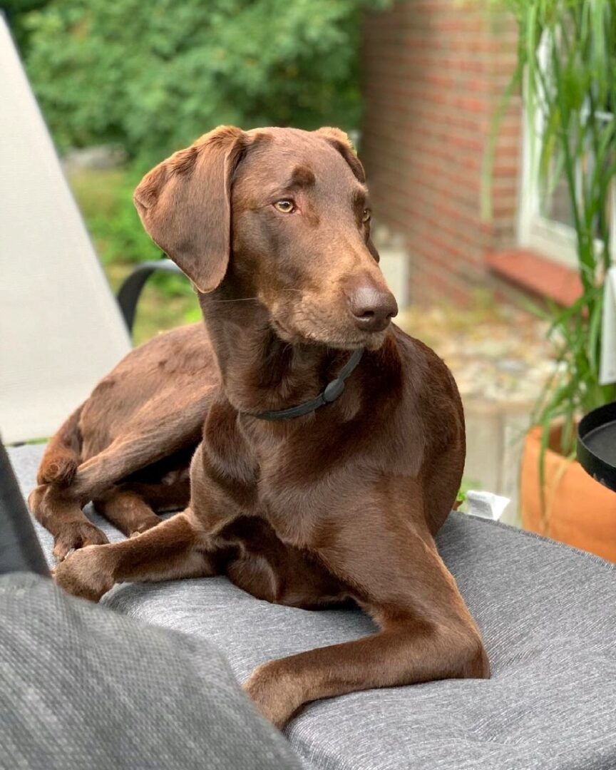 Labrador Retriever Mixes: 57 Lab Crossbreeds (With Pictures!)