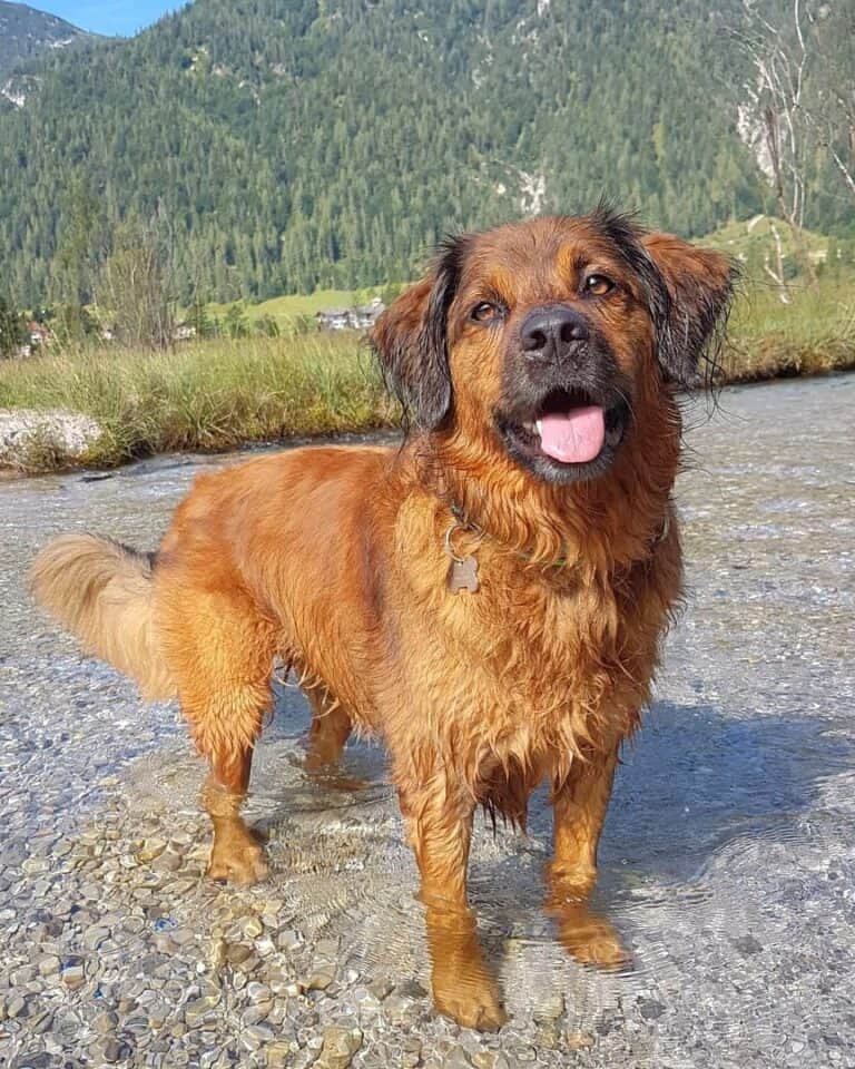 Labrador Retriever Mixes: 57 Lab Crossbreeds (With Pictures!)