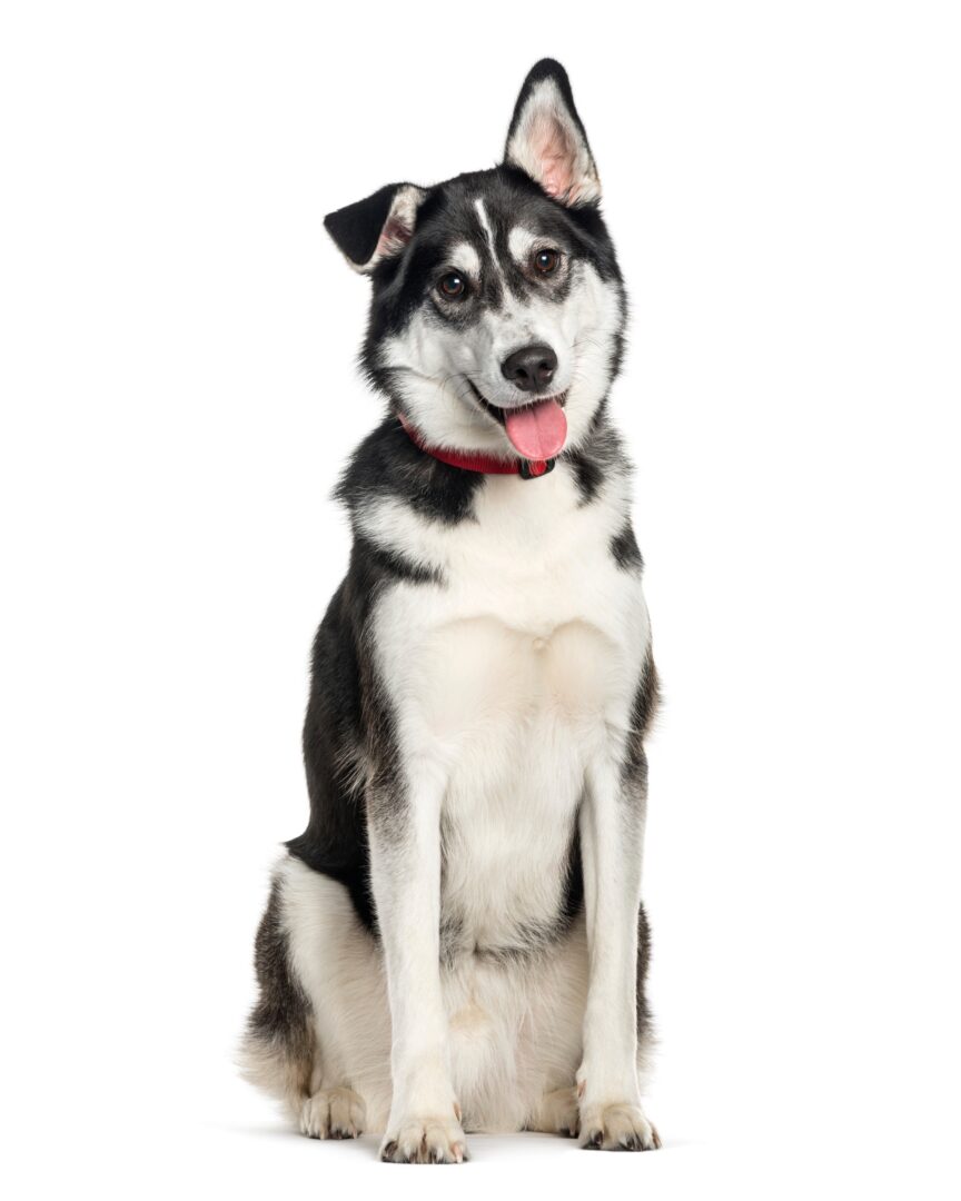 Labrador Retriever Mixes: 57 Lab Crossbreeds (With Pictures!)