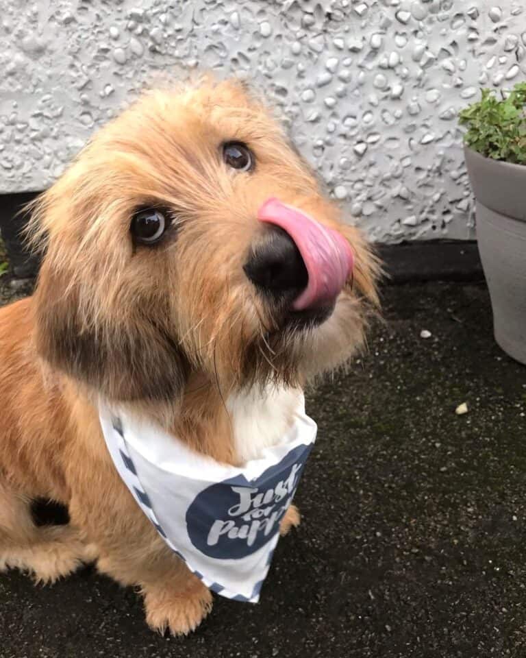 Basset Hound Mixes: 50 Different Crossbreeds (With Pictures)