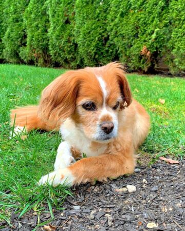 36 Cutest Cavalier King Charles Spaniel Mixes (With Pictures!)