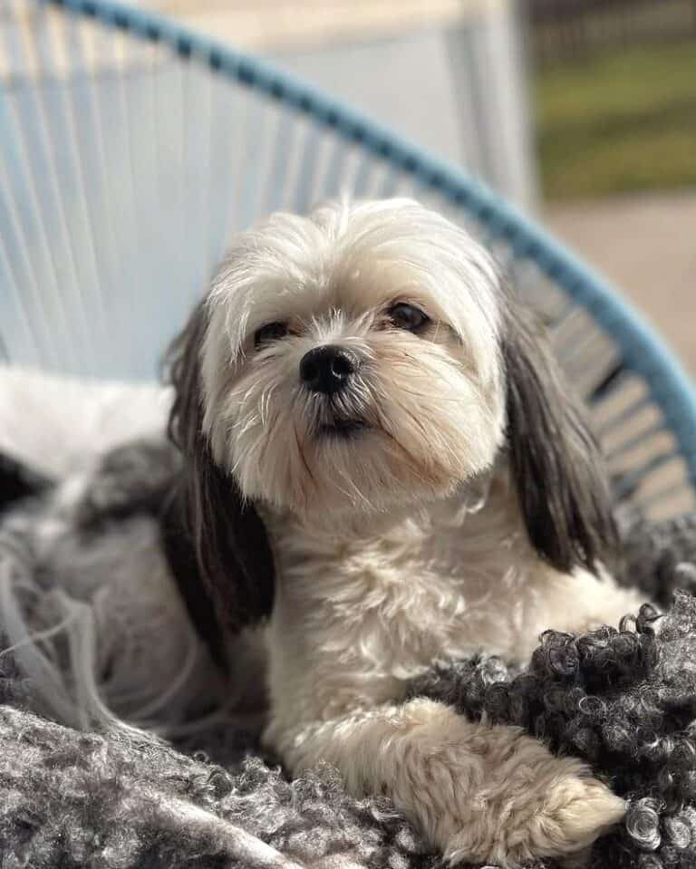 Maltese Mixes: 41 Different Maltese Crossbreeds You'll Love