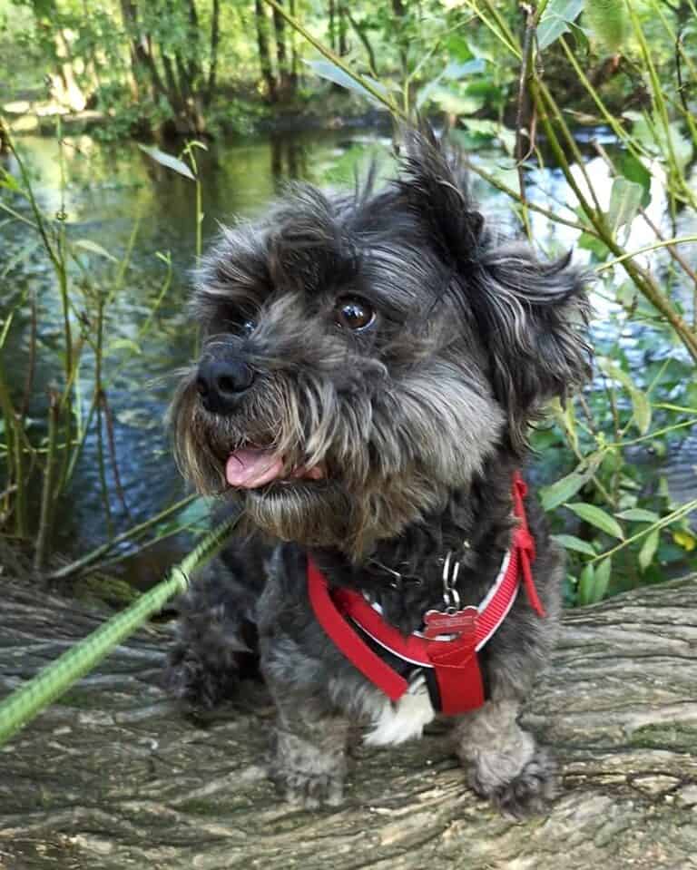 Bichon Frise Mixes: 34 Fluffy Crossbreeds You'll Want to Cuddle