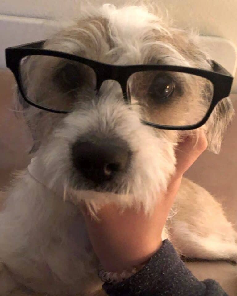 Maltese Mixes: 41 Different Maltese Crossbreeds You'll Love