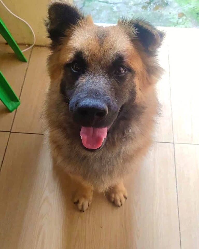 Maltese Mixes: 41 Different Maltese Crossbreeds You'll Love