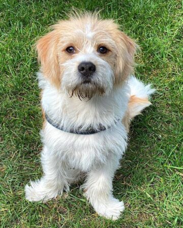 Maltese Mixes: 41 Different Maltese Crossbreeds You'll Love