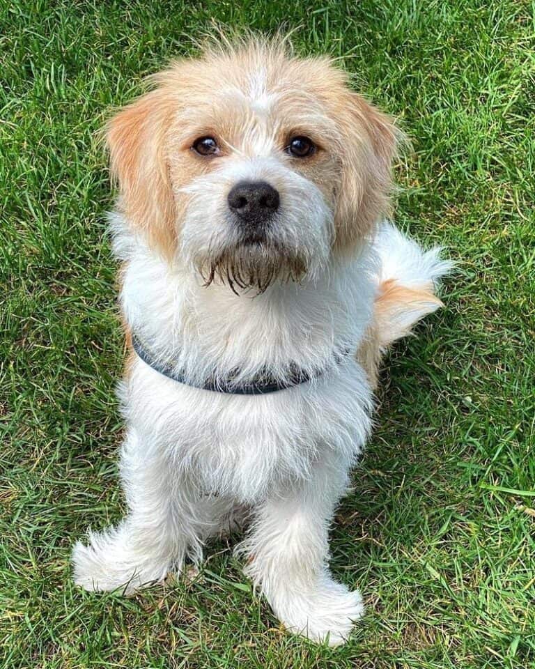 Maltese Mixes: 41 Different Maltese Crossbreeds You'll Love