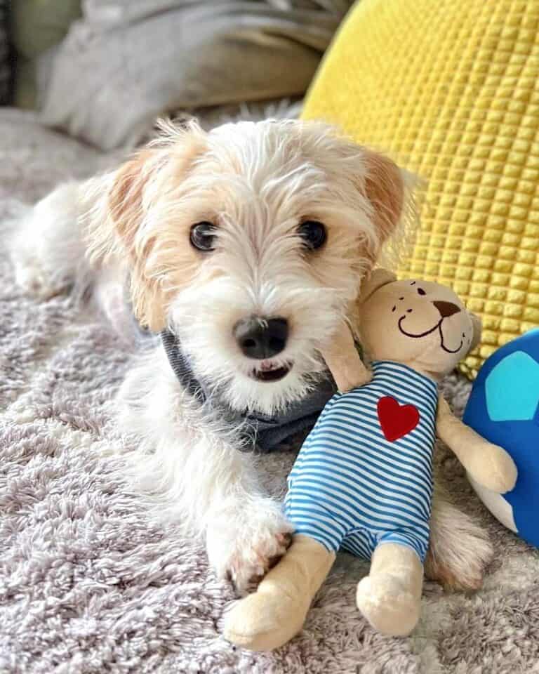 Beagle Mixes: 59 Cute Floppy-Eared Crossbreeds You'll Love