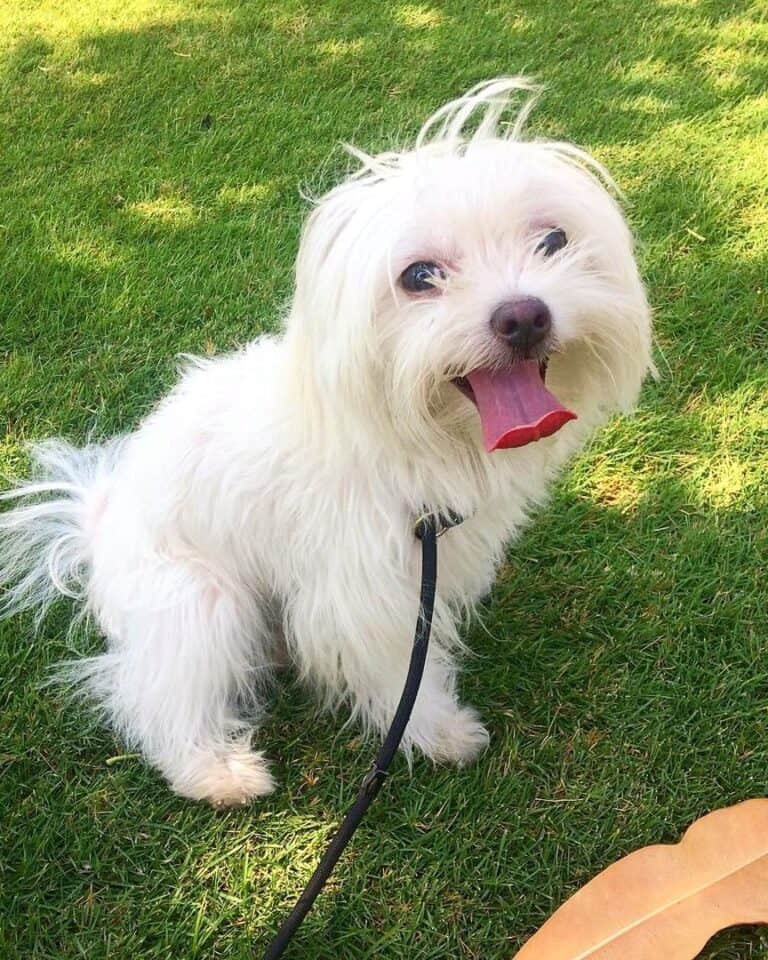 Pomeranian Mixes: 45 Adorable Crossbreeds (With Pictures!)