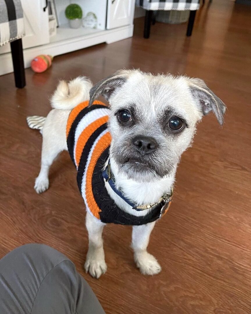 Maltese Mixes: 41 Different Maltese Crossbreeds You'll Love