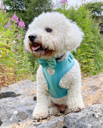 Maltese Mixes: 41 Different Maltese Crossbreeds You'll Love