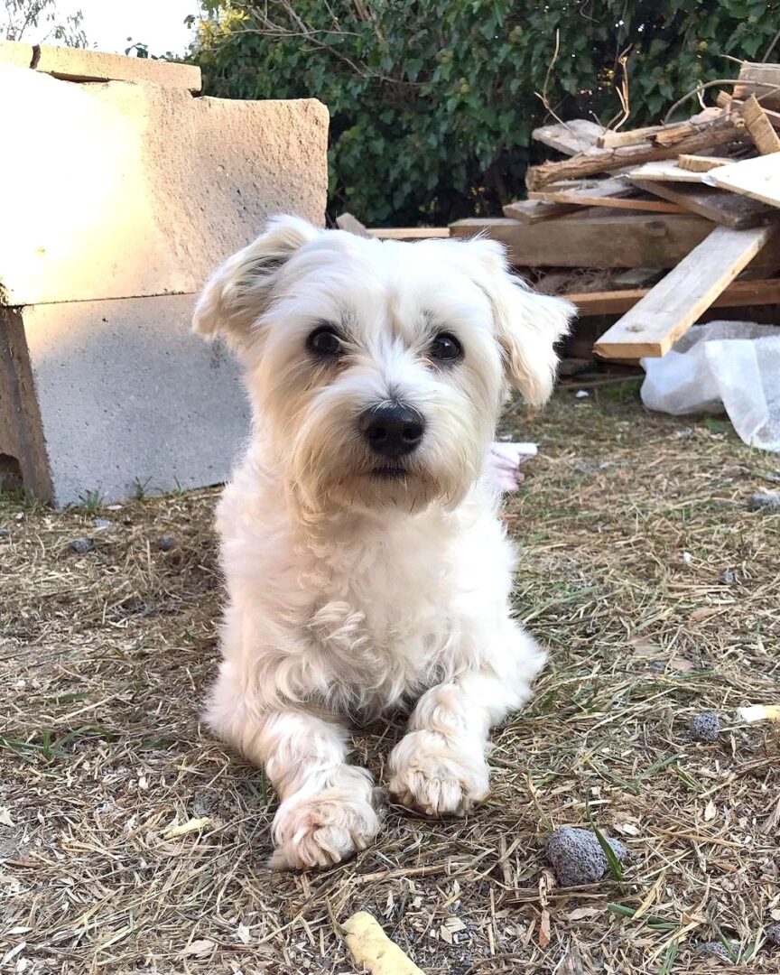 Maltese Mixes: 41 Different Maltese Crossbreeds You'll Love