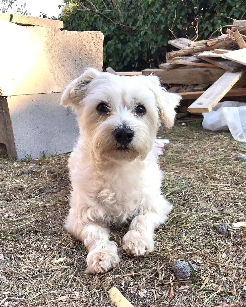 Maltese Mixes: 41 Different Maltese Crossbreeds You'll Love