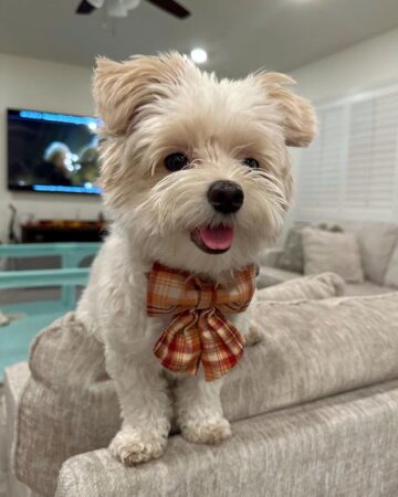 Maltese Mixes: 41 Different Maltese Crossbreeds You'll Love