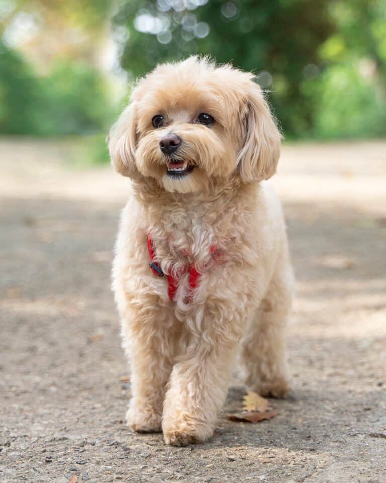 Maltese Mixes: 41 Different Maltese Crossbreeds You'll Love