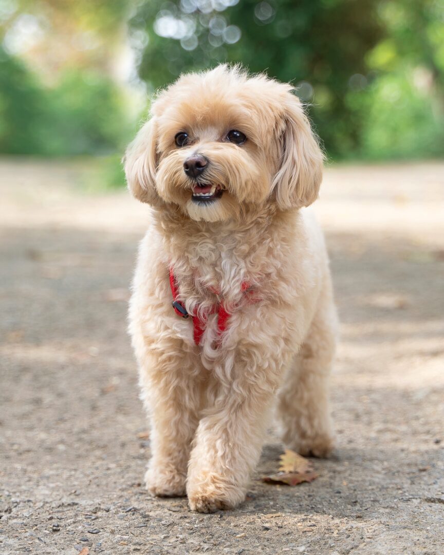 Maltese Mixes: 41 Different Maltese Crossbreeds You'll Love