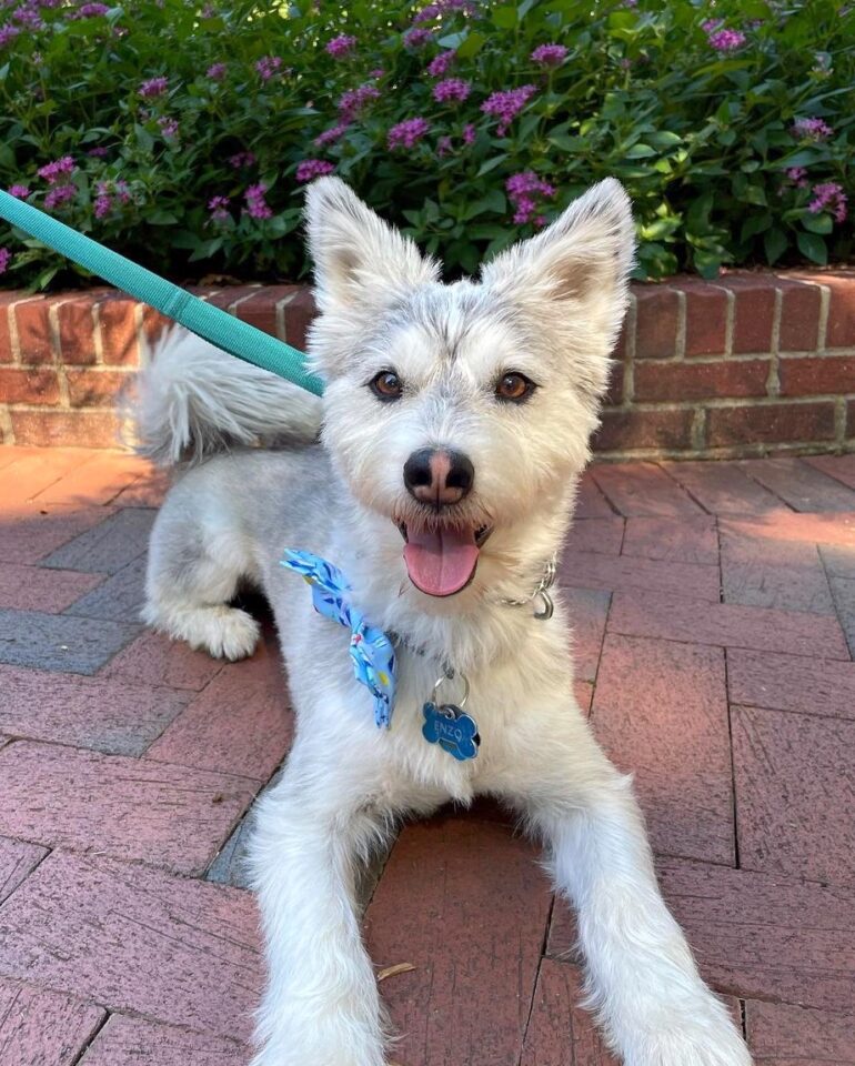 Maltese Mixes: 41 Different Maltese Crossbreeds You'll Love