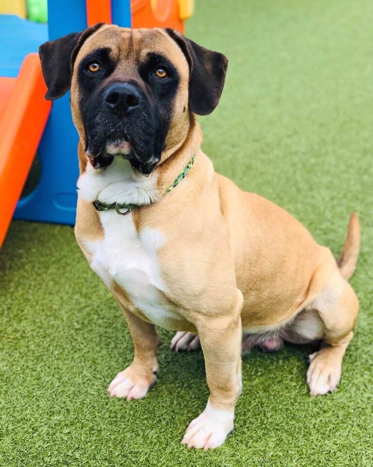 Basset Hound Mixes: 50 Different Crossbreeds (With Pictures)