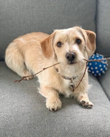 Maltese Mixes: 41 Different Maltese Crossbreeds You'll Love