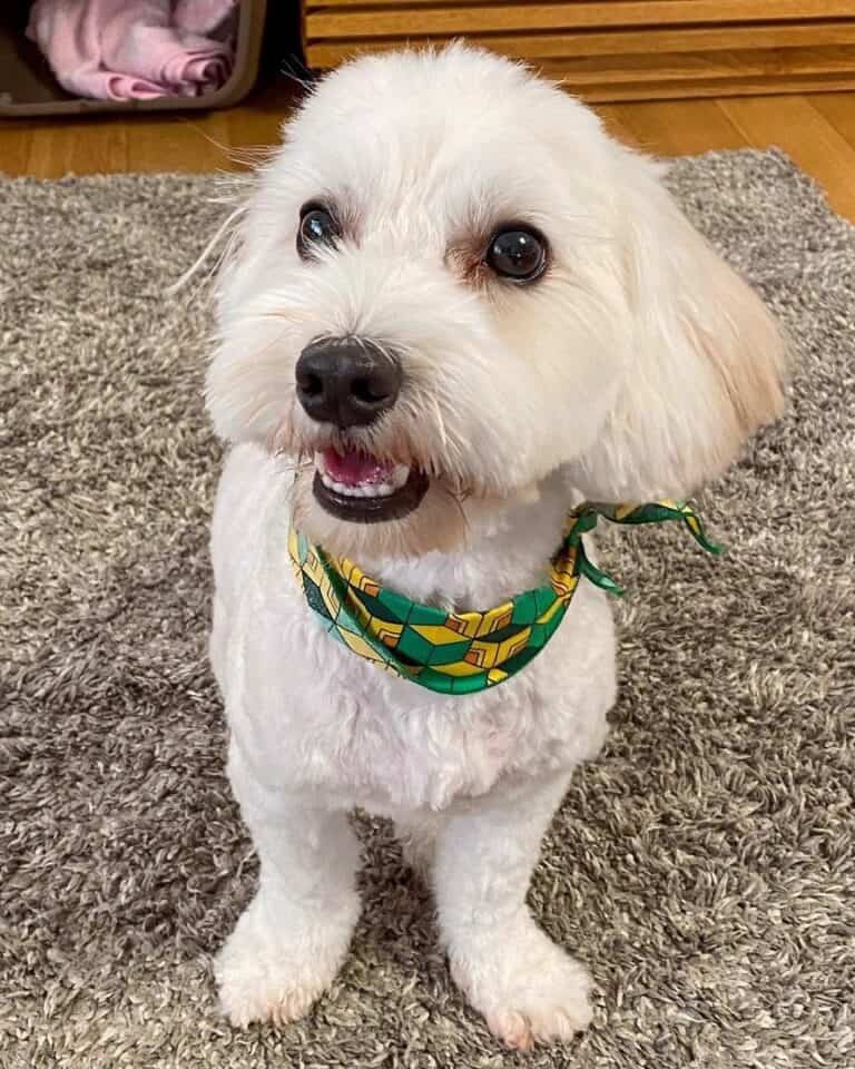 Dachshund Mixes: 46 Adorable Doxie Crossbreeds You'll Love!