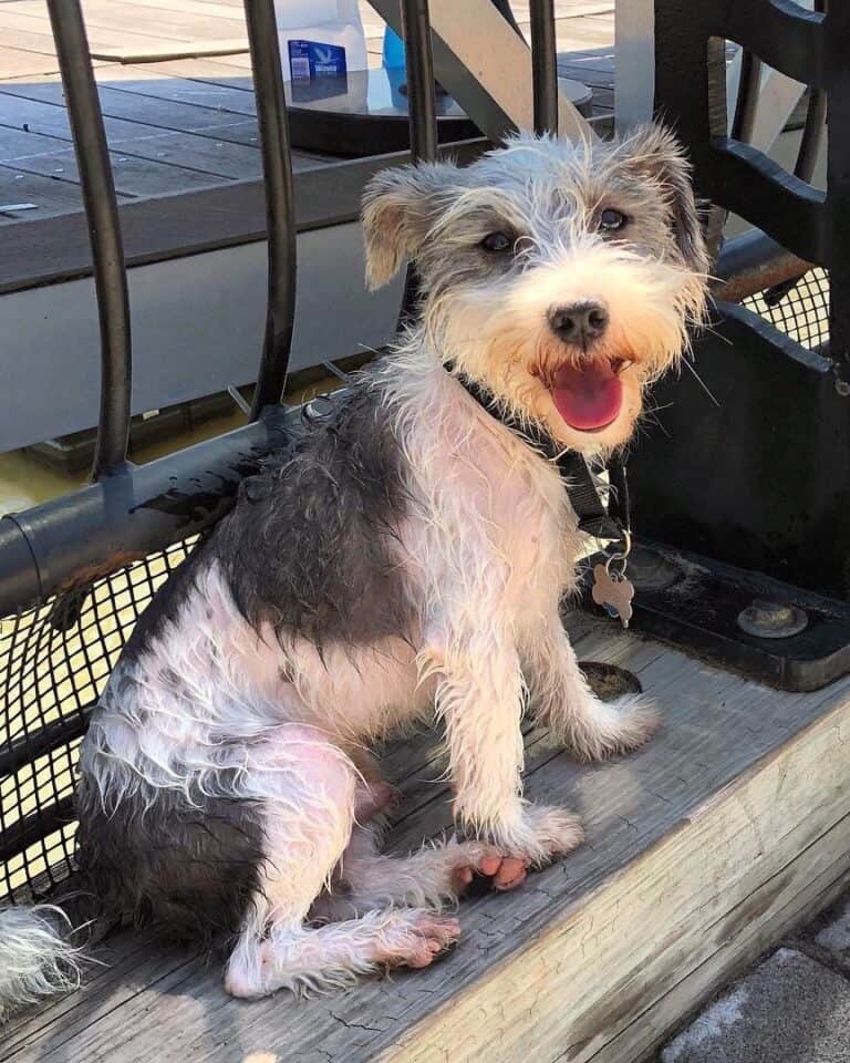 Maltese Mixes: 41 Different Maltese Crossbreeds You'll Love